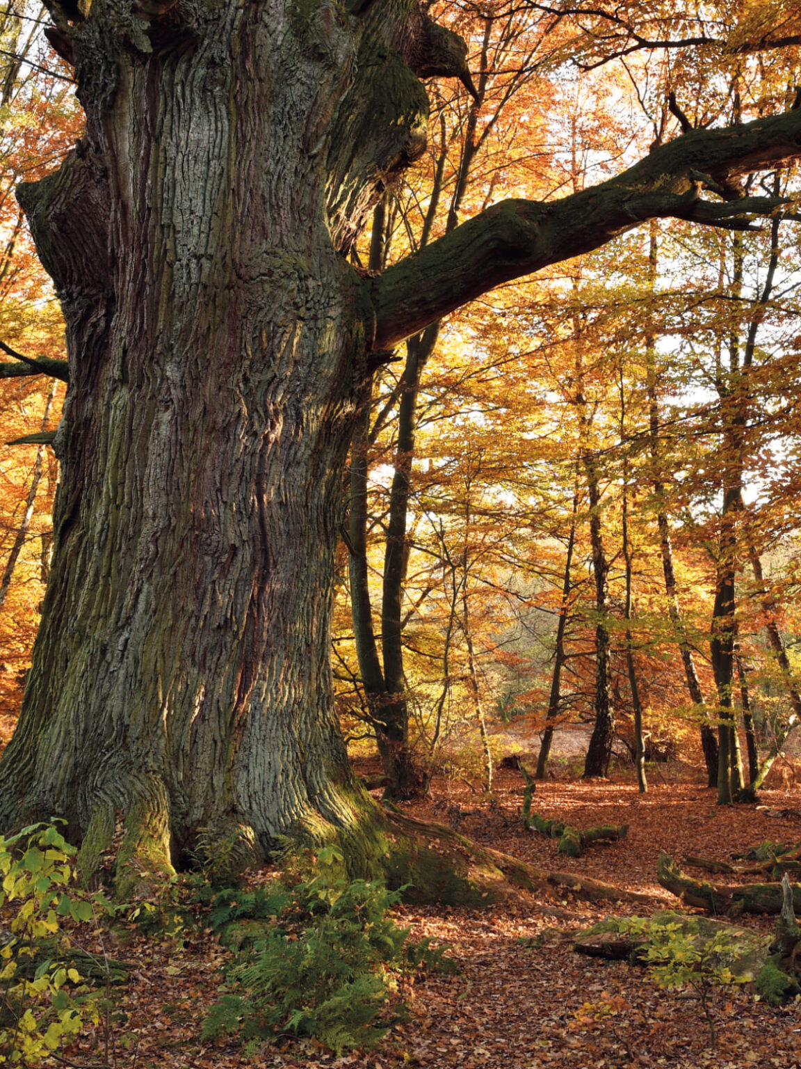 Holz-Haustüren von Versco – echte Einzelstücke